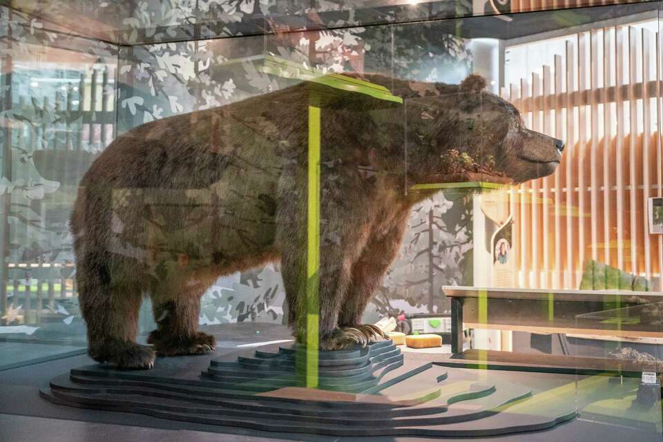 The real story of Monarch the bear, S.F.'s sad, famous grizzly