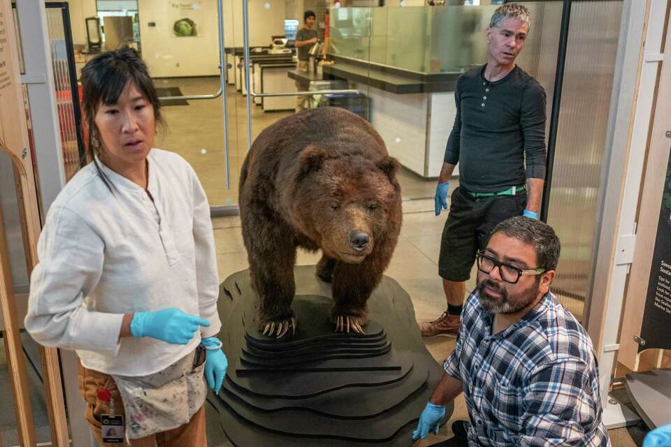 The real story of Monarch the bear, S.F.'s sad, famous grizzly