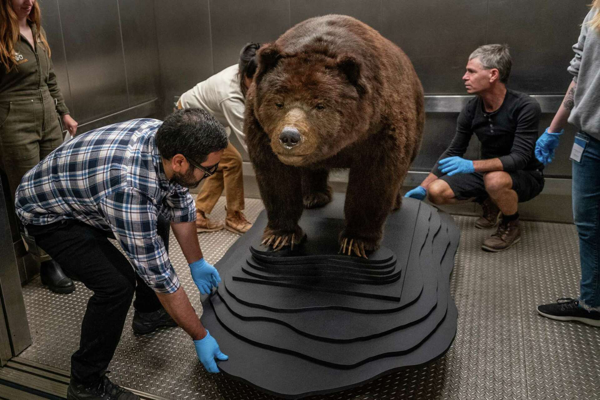The real story of Monarch the bear, S.F.'s sad, famous grizzly