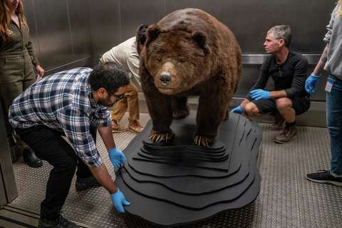 The real story of Monarch the bear, S.F.'s sad, famous grizzly