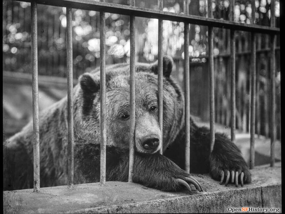 The real story of Monarch the bear, S.F.'s sad, famous grizzly