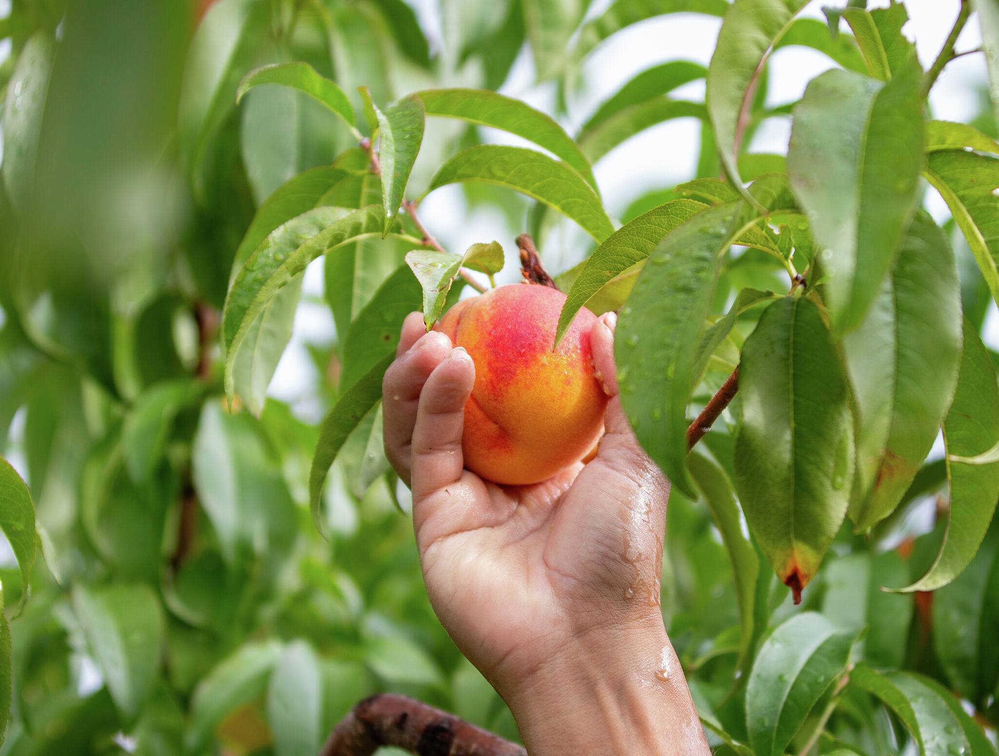 Texas peach season: Here's what to watch out for on your trees