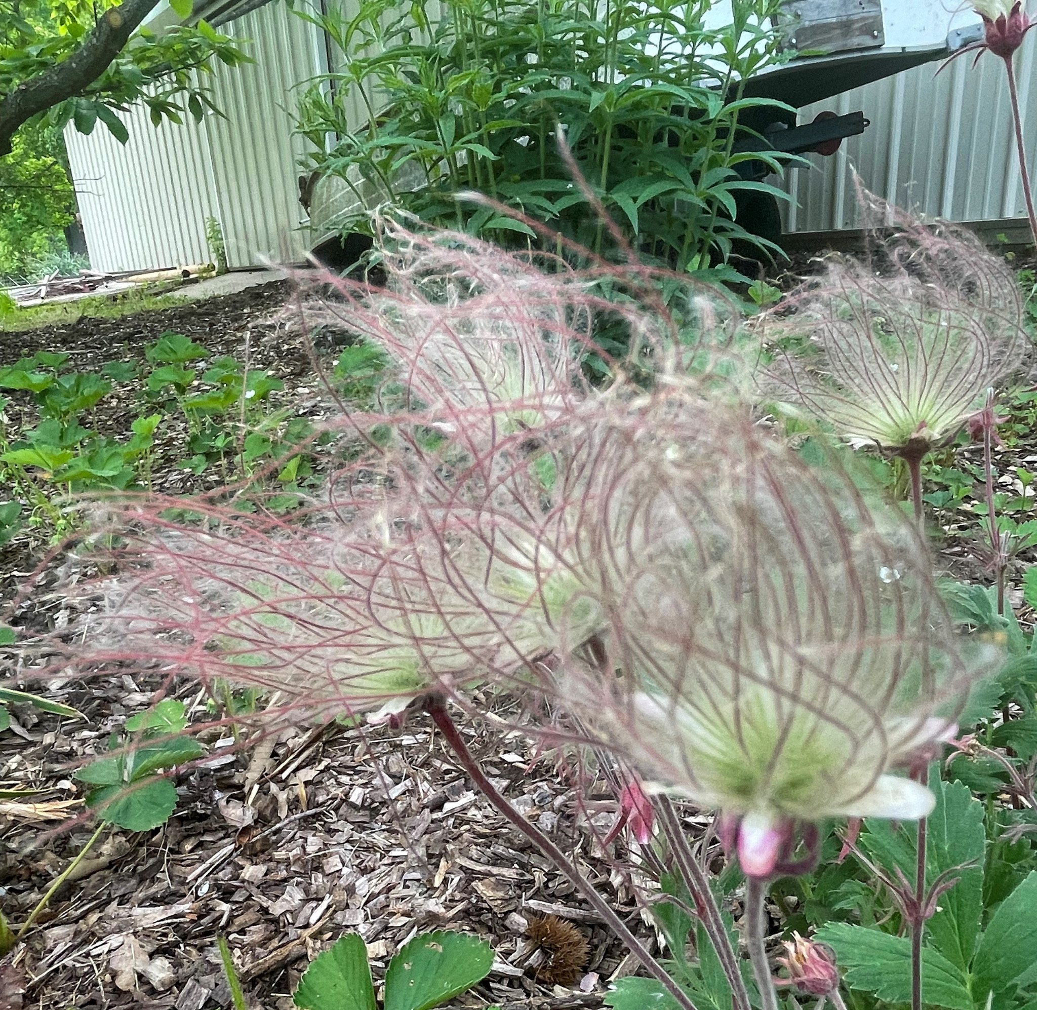 Columnist Chuck Martin believes variety is the spice of plant life