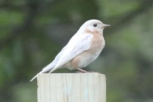 Unusual white-feathered bluebird makes appearance in Texas
