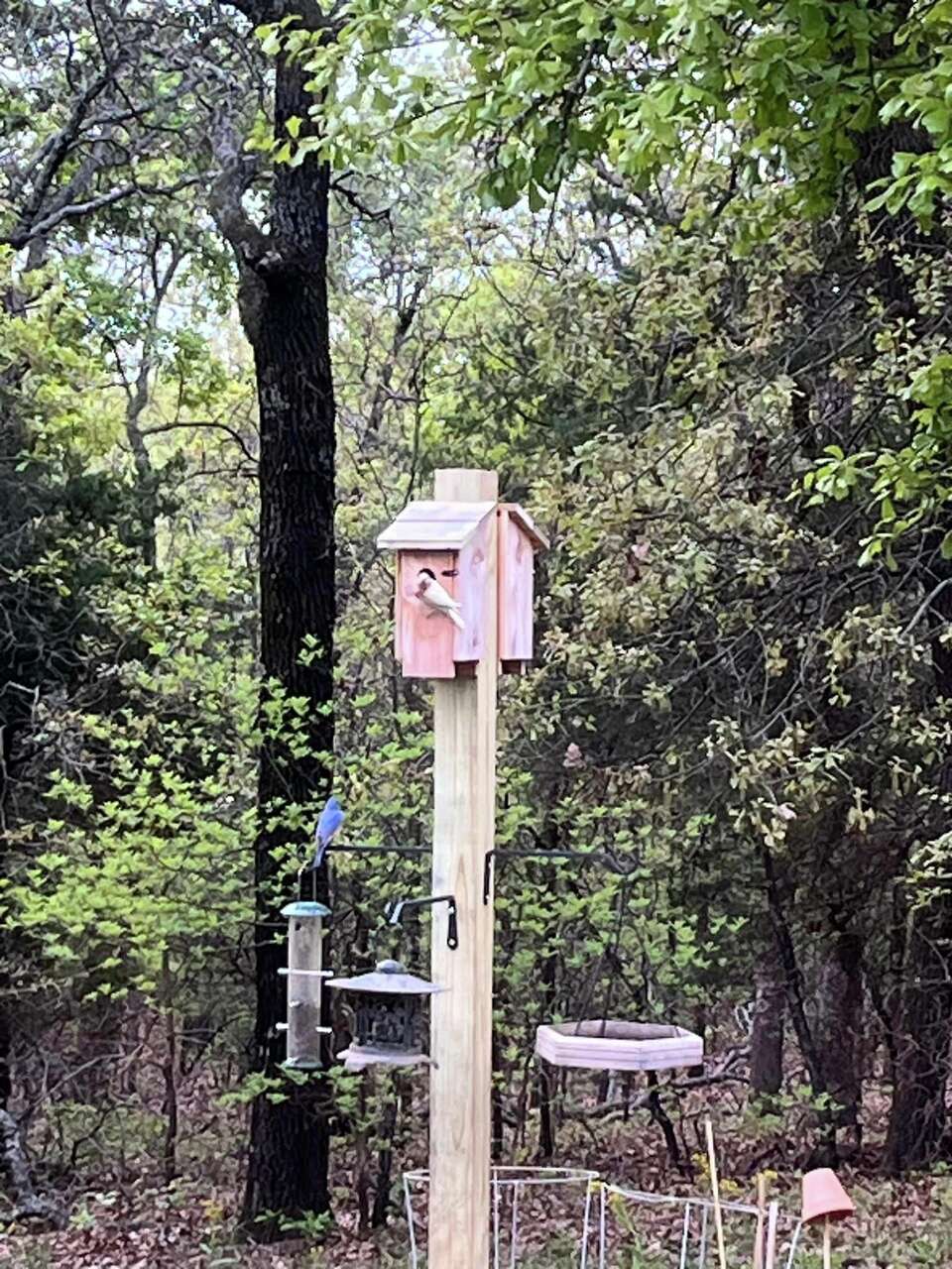 Unusual white-feathered bluebird makes appearance in Texas