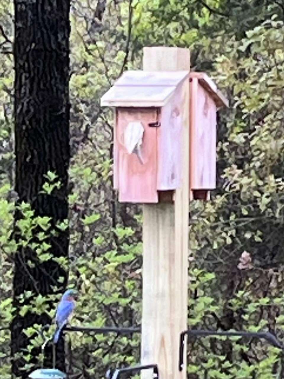Unusual white-feathered bluebird makes appearance in Texas