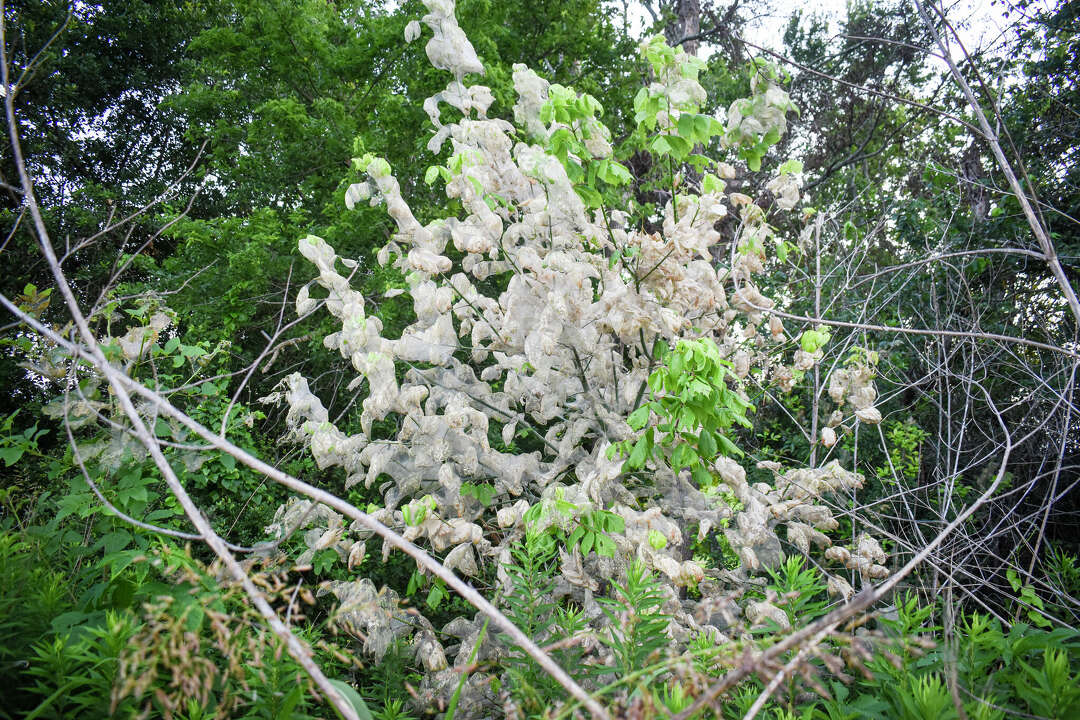 What are those strange webs in trees across Houston?