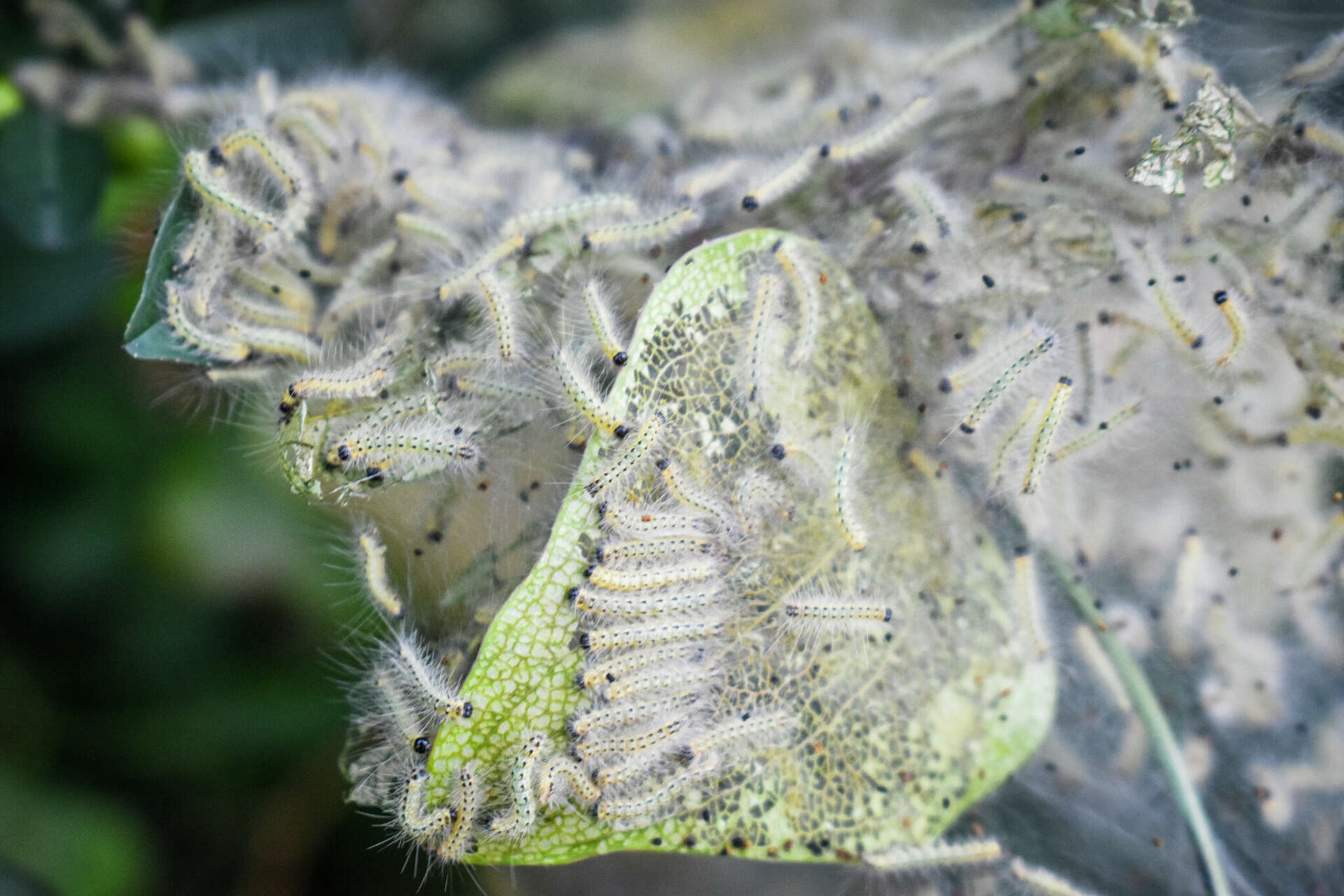 What are those strange webs in trees across Houston?