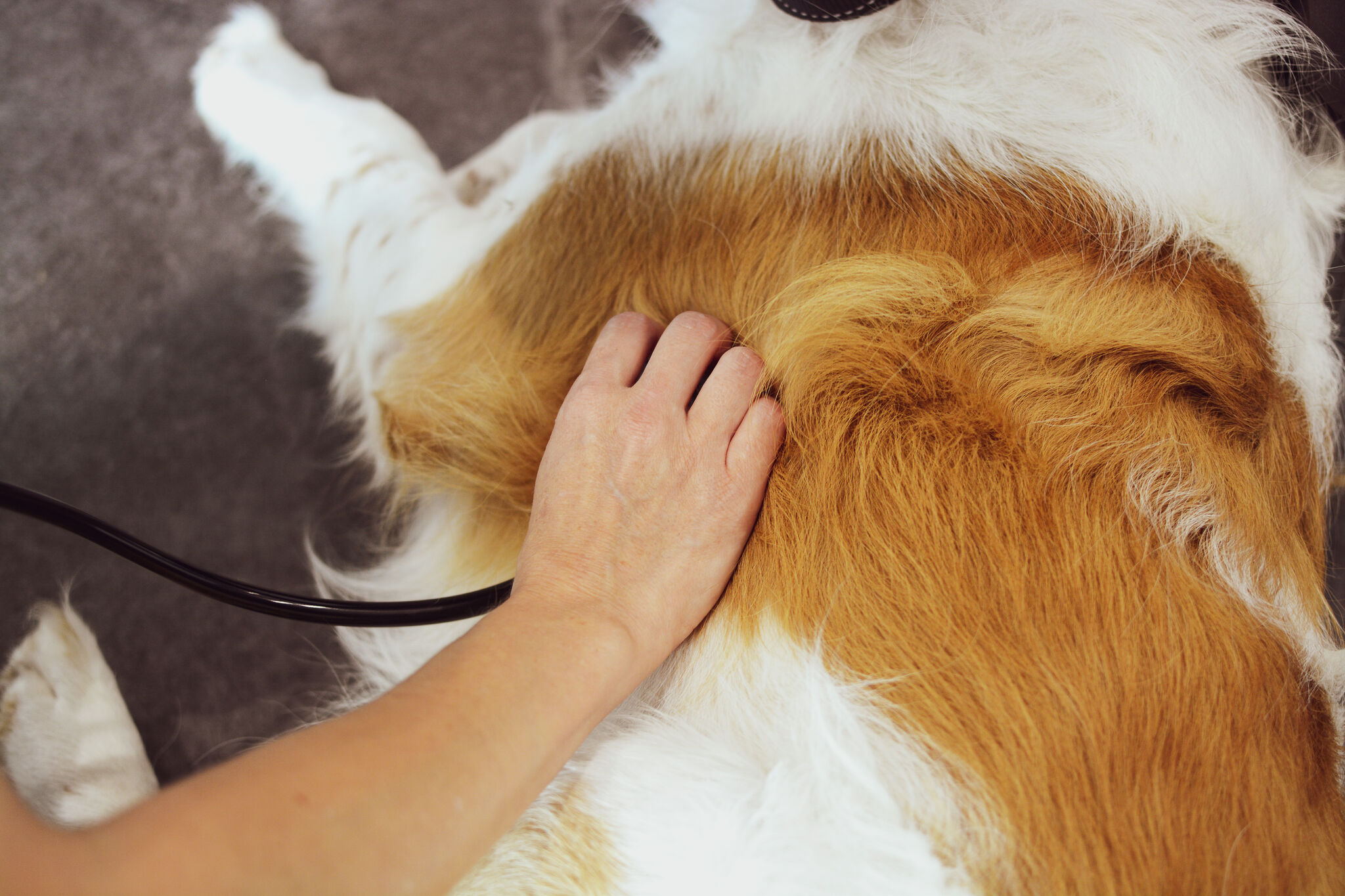 San Antonio woman wants euthanized dog back. She saw him, alive.