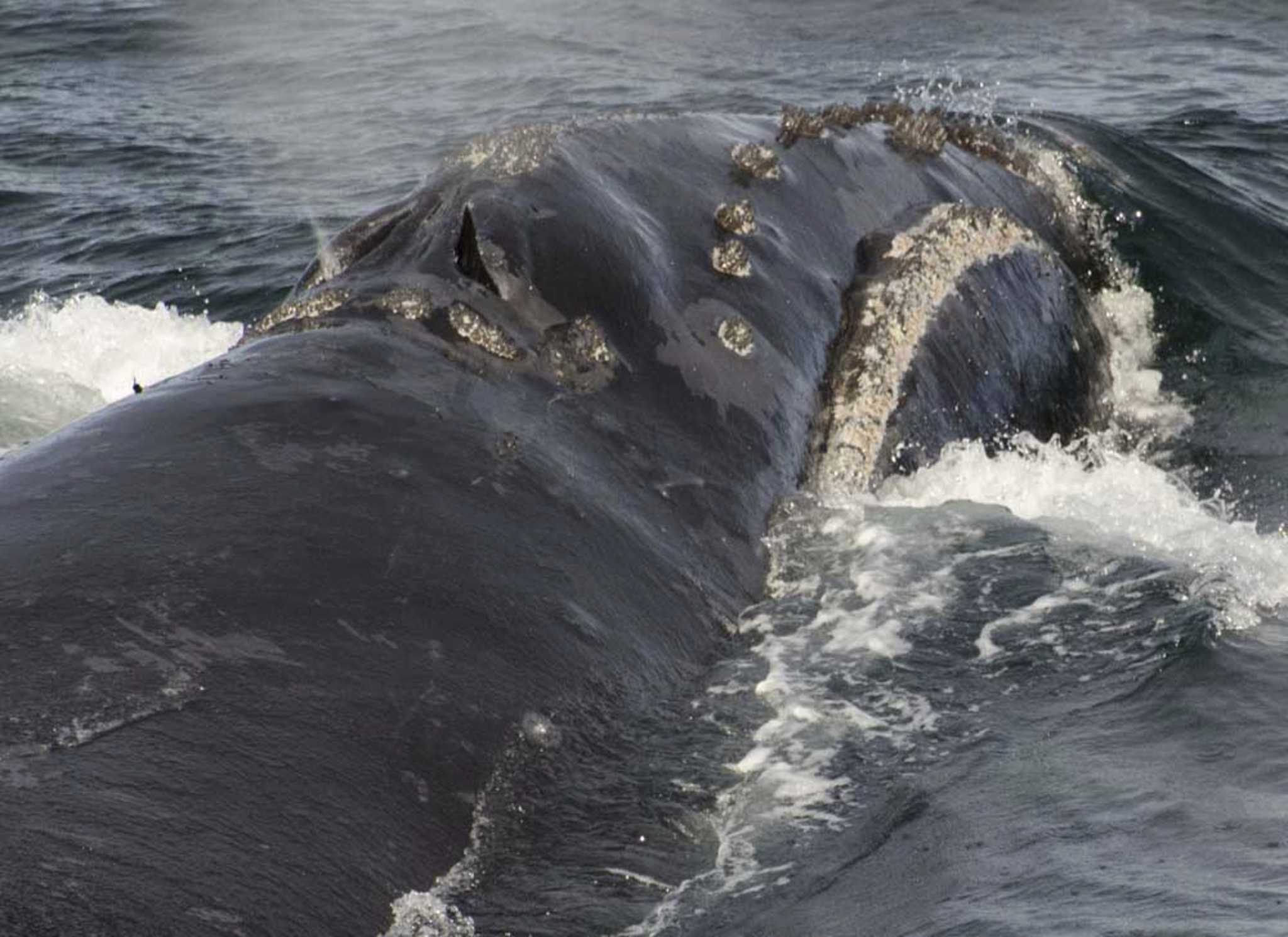 California scientists see extremely rare whale off coast