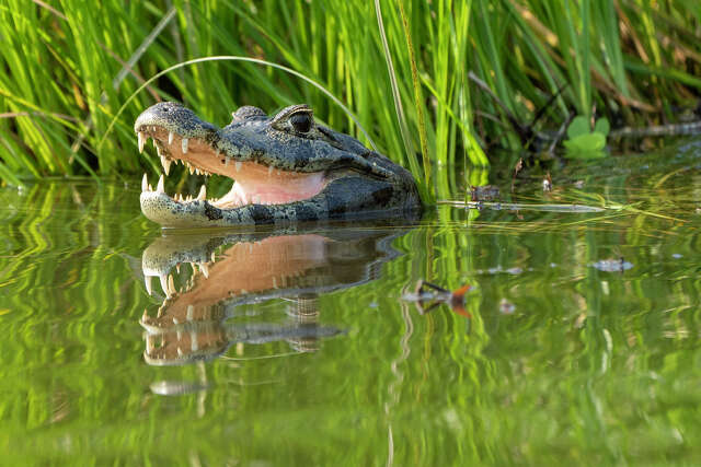 What to do if you find yourself face-to-face with a Texas alligator