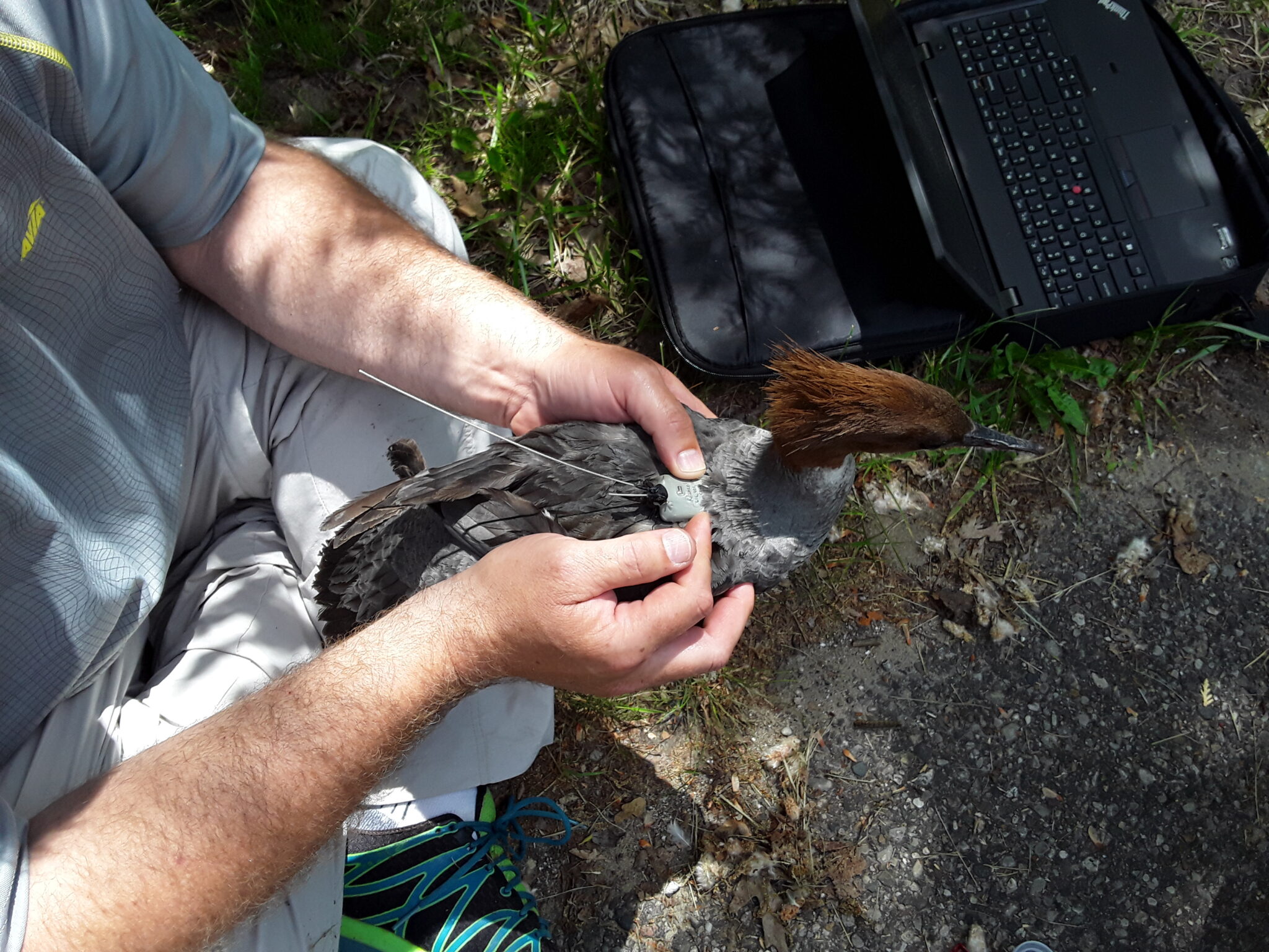 Researchers pioneer method to fight swimmer’s itch by relocating ducks