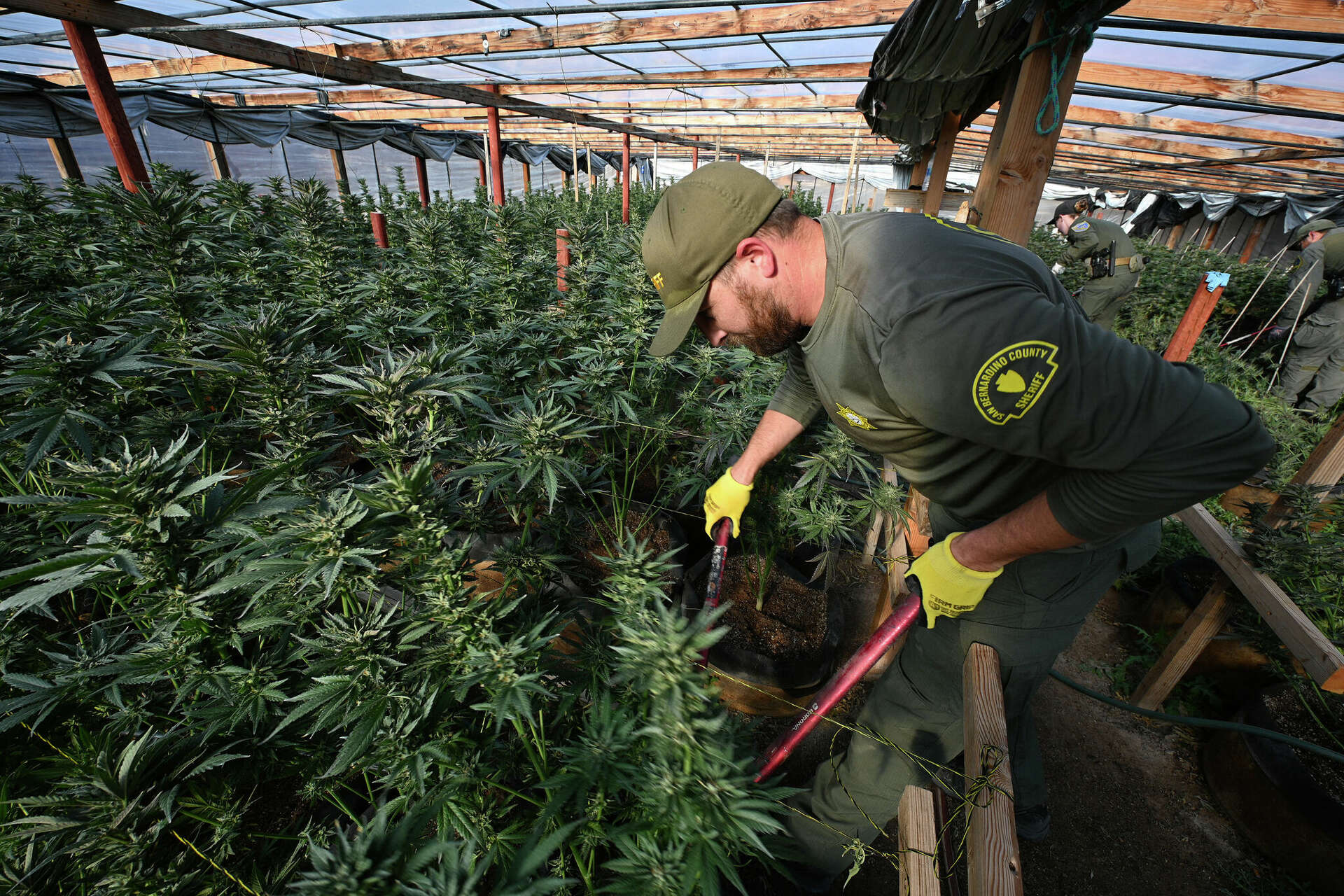 Cannabis: Bay Area marijuana coverage