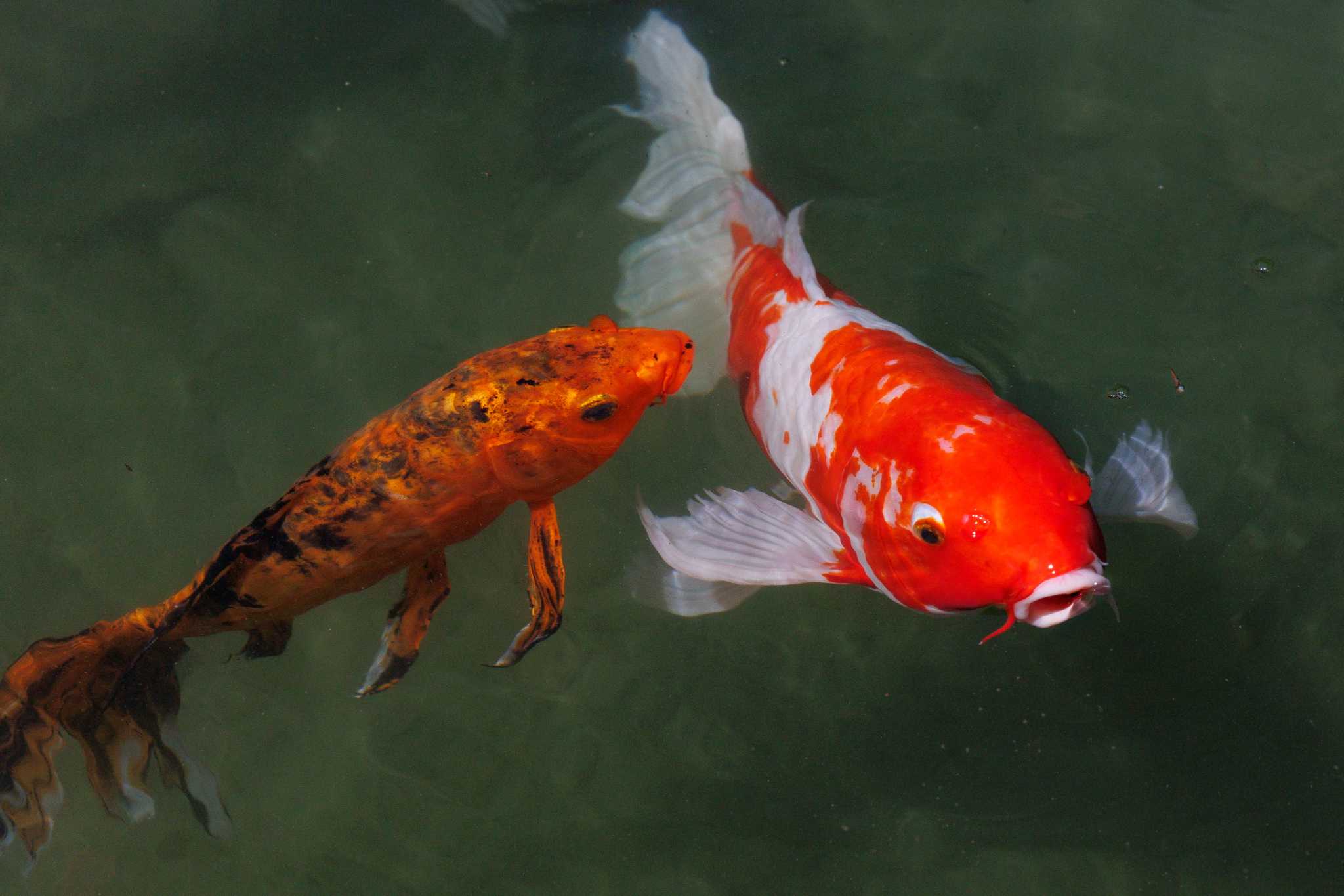 Koi fish flourish at iconic San Antonio landmarks