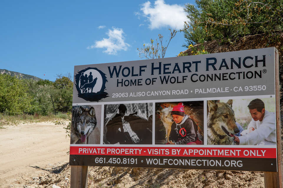 Wolf hybrids are illegal everywhere in Calif. except here