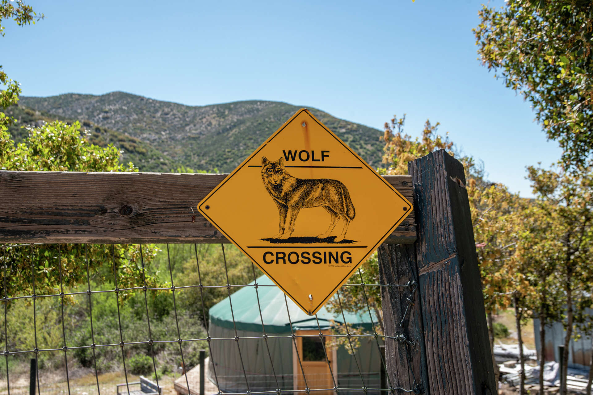 Wolf hybrids are illegal everywhere in Calif. except here