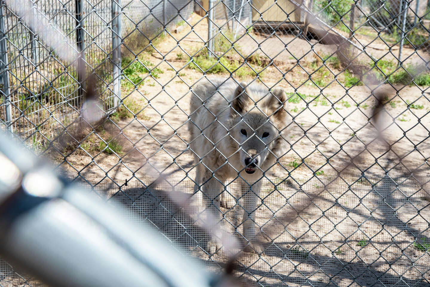 Wolf hybrids are illegal everywhere in Calif. except here
