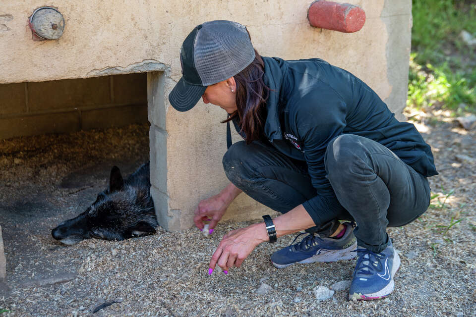 Wolf hybrids are illegal everywhere in Calif. except here