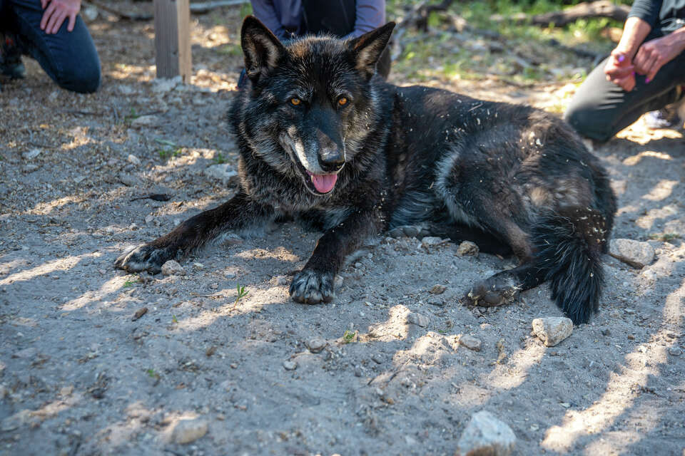 Wolf hybrids are illegal everywhere in Calif. except here