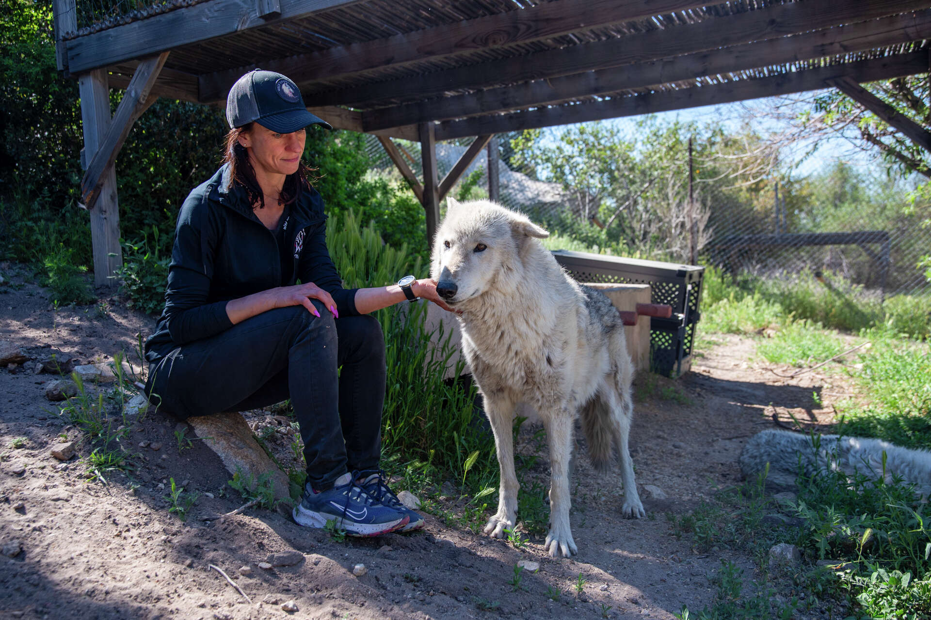 Wolf hybrids are illegal everywhere in Calif. except here