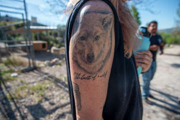 Wolf hybrids are illegal everywhere in Calif. except here