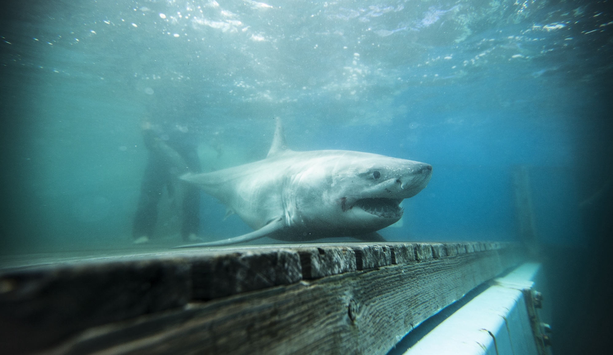 The reason sharks know about hurricanes much sooner than people