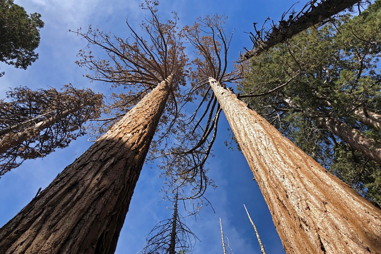 These tiny insects are killing giant sequoias in Calif. national parks