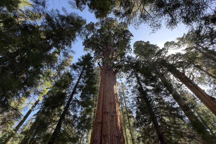 These tiny insects are killing giant sequoias in Calif. national parks