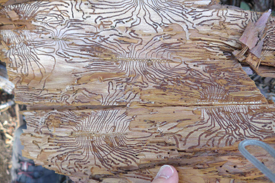 These tiny insects are killing giant sequoias in Calif. national parks