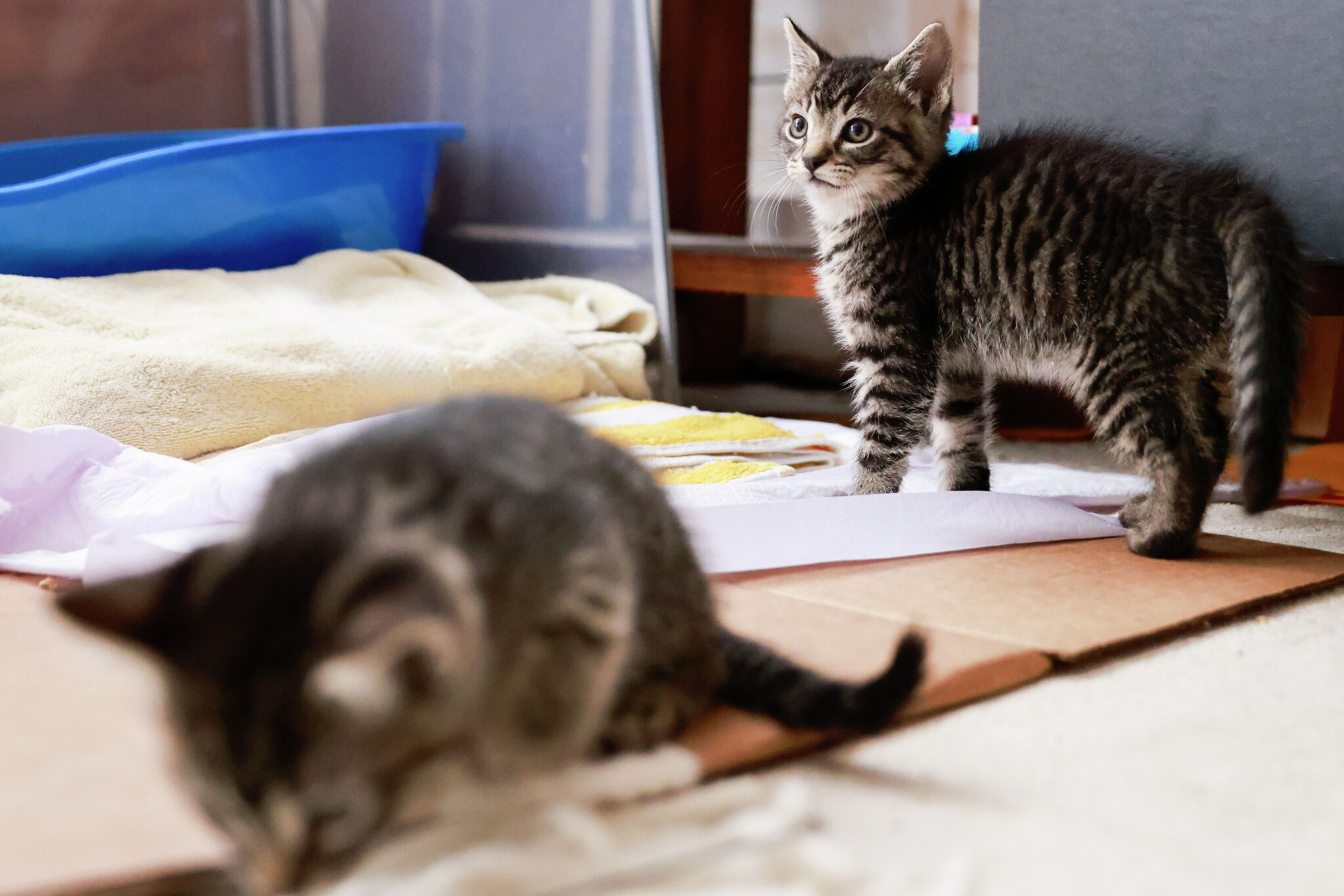 What killer cats do to wildlife and the environment