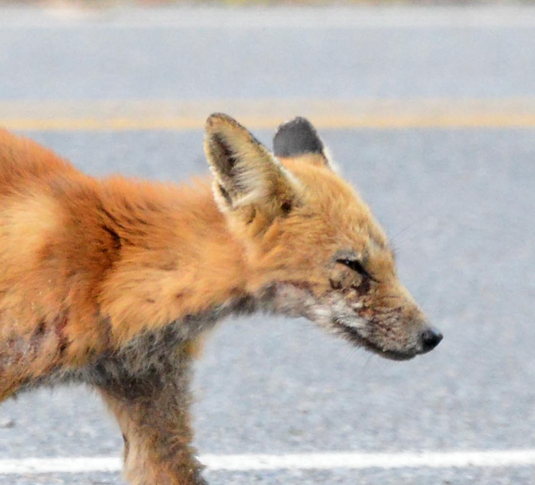 Fox that bit three in Amsterdam had rabies, Montgomery County says