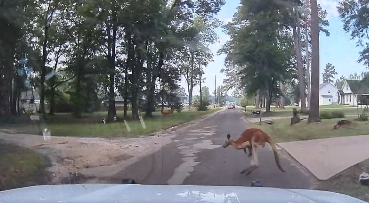 Exotic pet kangaroo escapes in Texas, surprises police