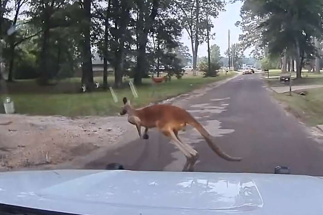 Is this kangaroo the most wanted fugitive in Texas?