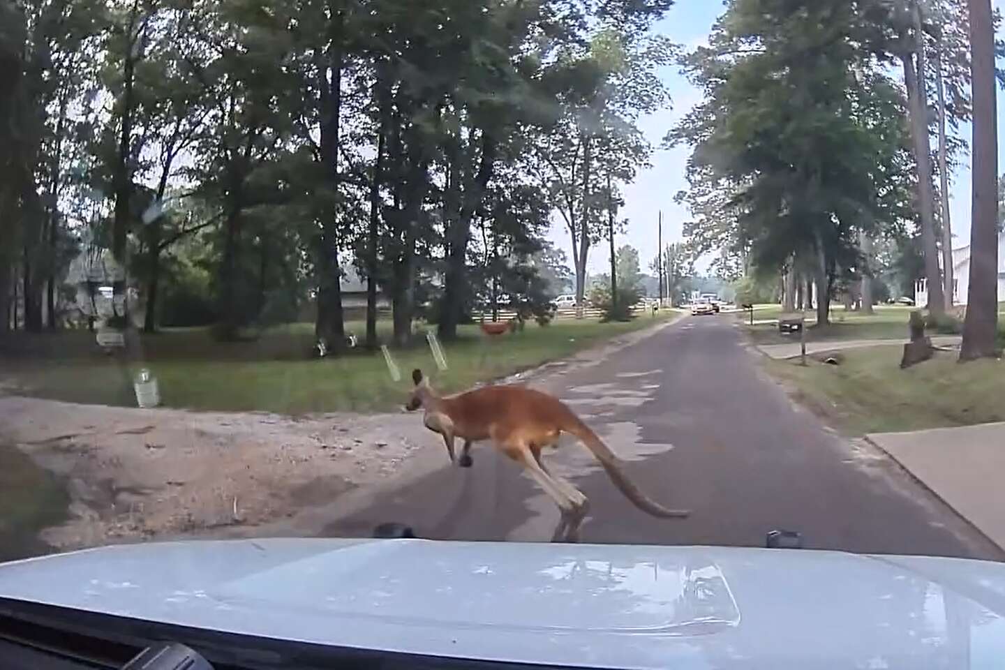 Is this kangaroo the most wanted fugitive in Texas?