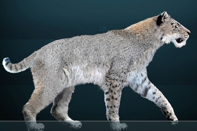 Fossil shows saber-toothed cats previously roamed Texas coast