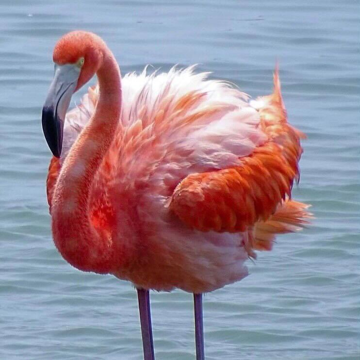 Rare pink flamingo spotted on Texas coast for weeks