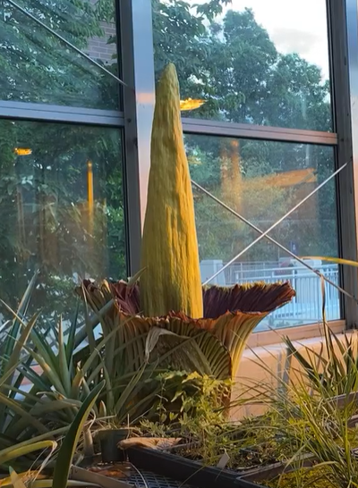 Giant, smelly 'corpse flower' set to open at CT university