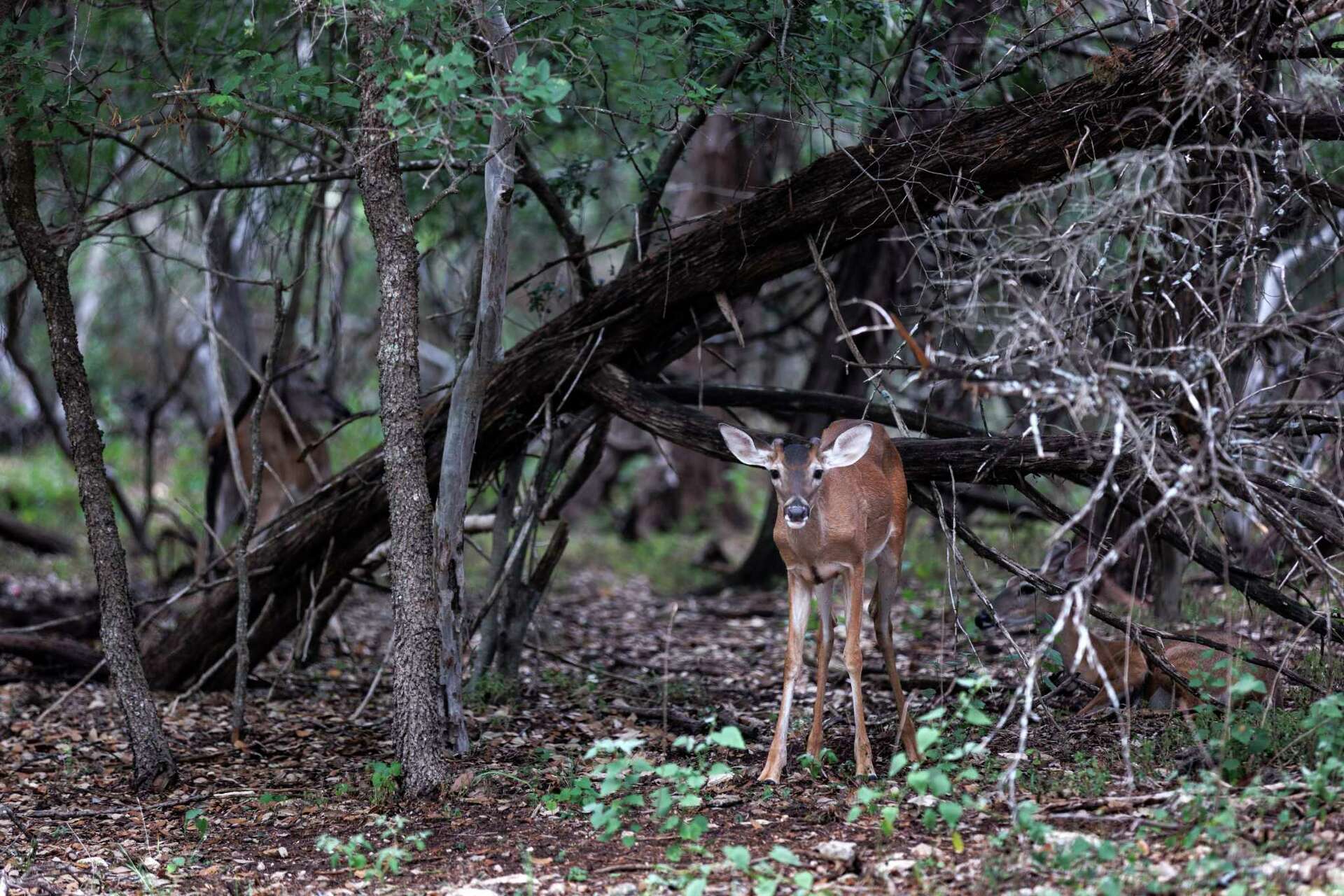 Another case of 'zombie deer' disease confirmed in Medina County