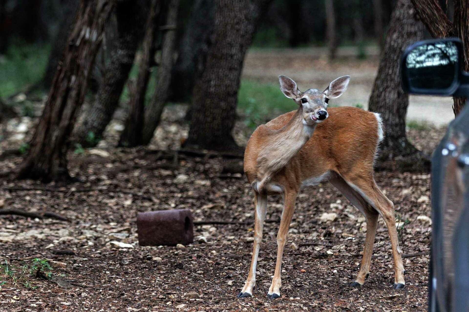 Decapitated deer found in New Braunfels neighborhood
