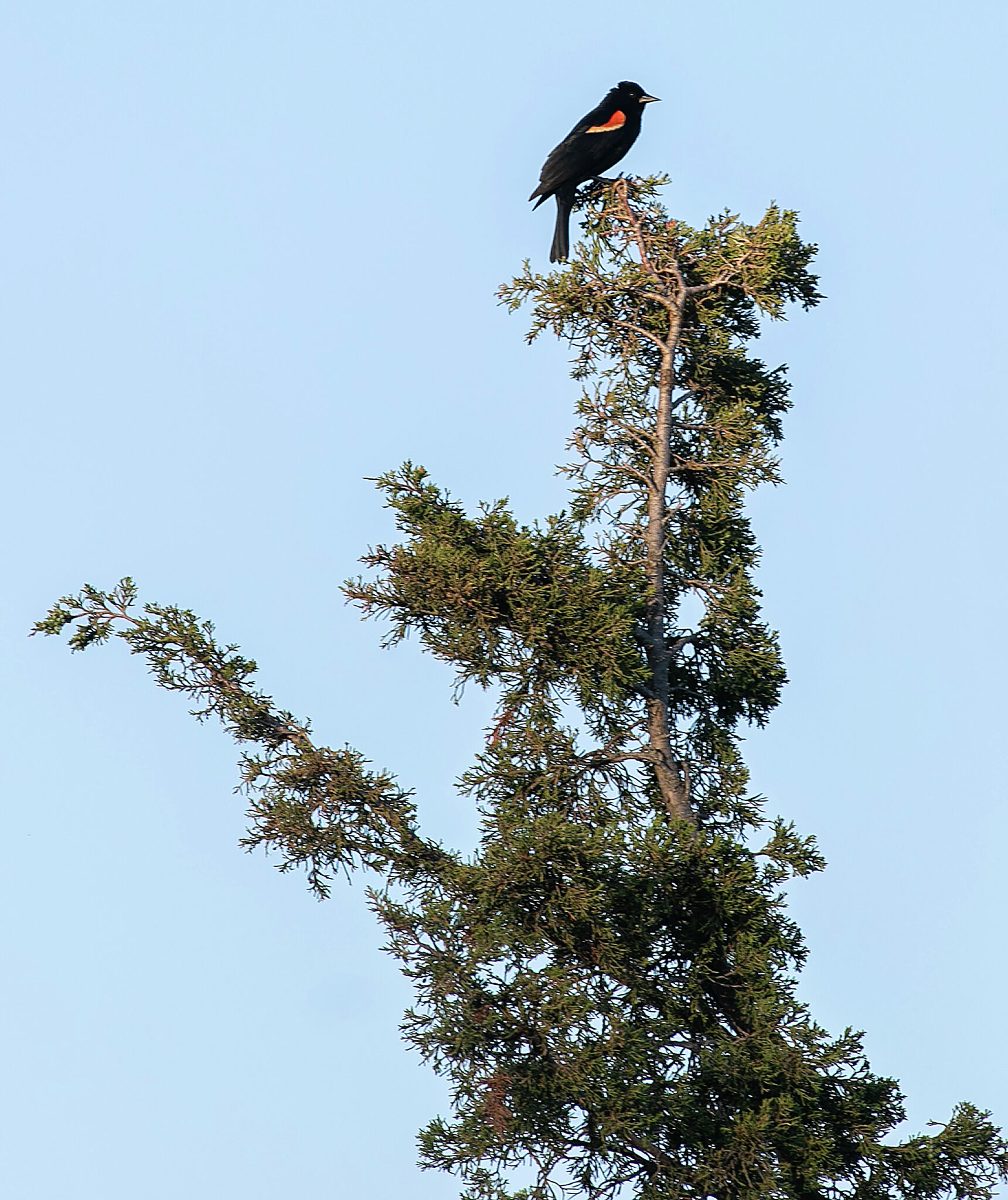West Haven considers fines for unleashed dogs to protect beach birds