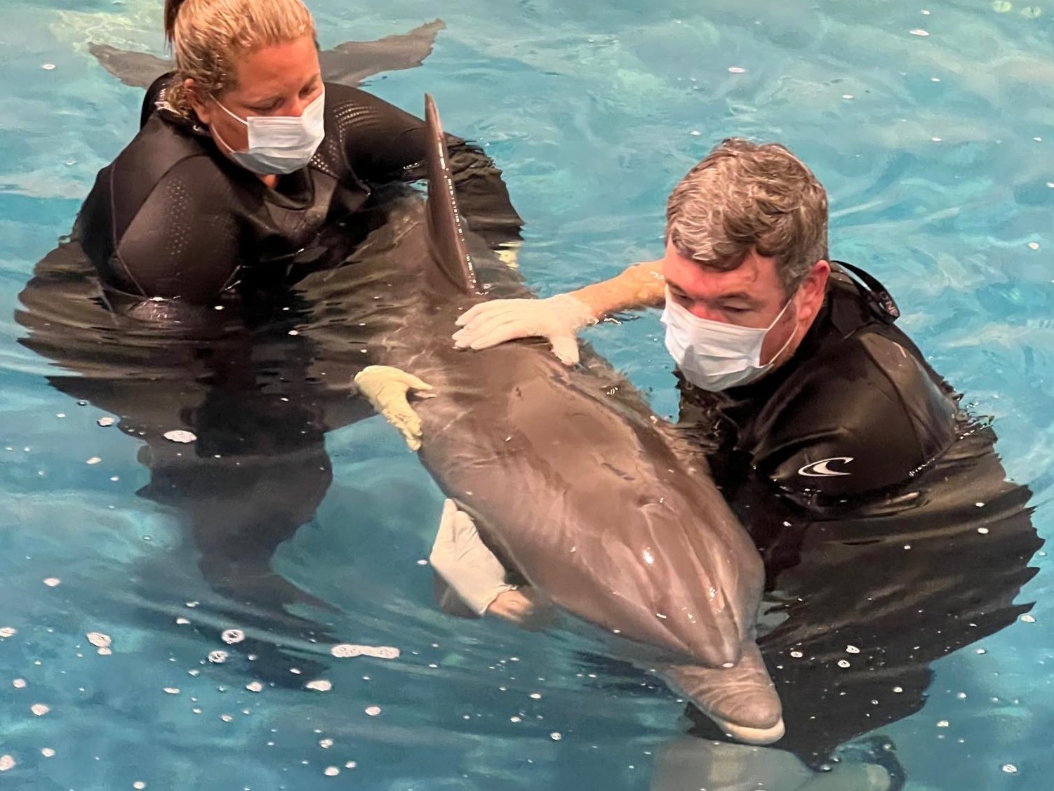 Young dolphin euthanized after being rescued on the Texas coast