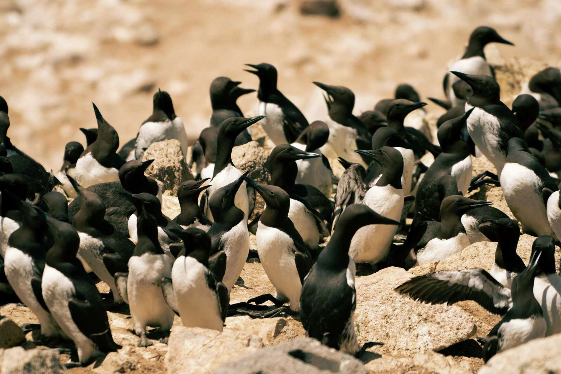 Farallon Islands off SF coast have amazing wildlife