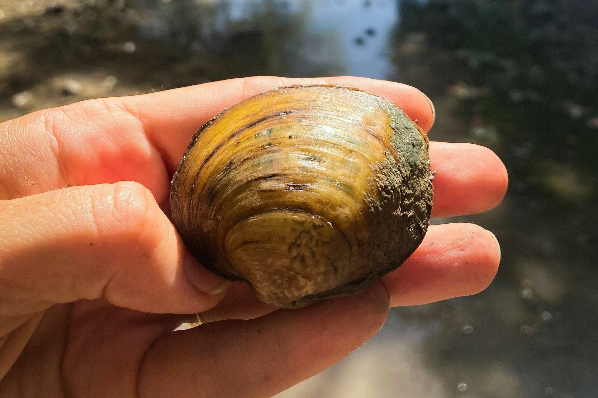 6 mussels found only in Texas are now endangered