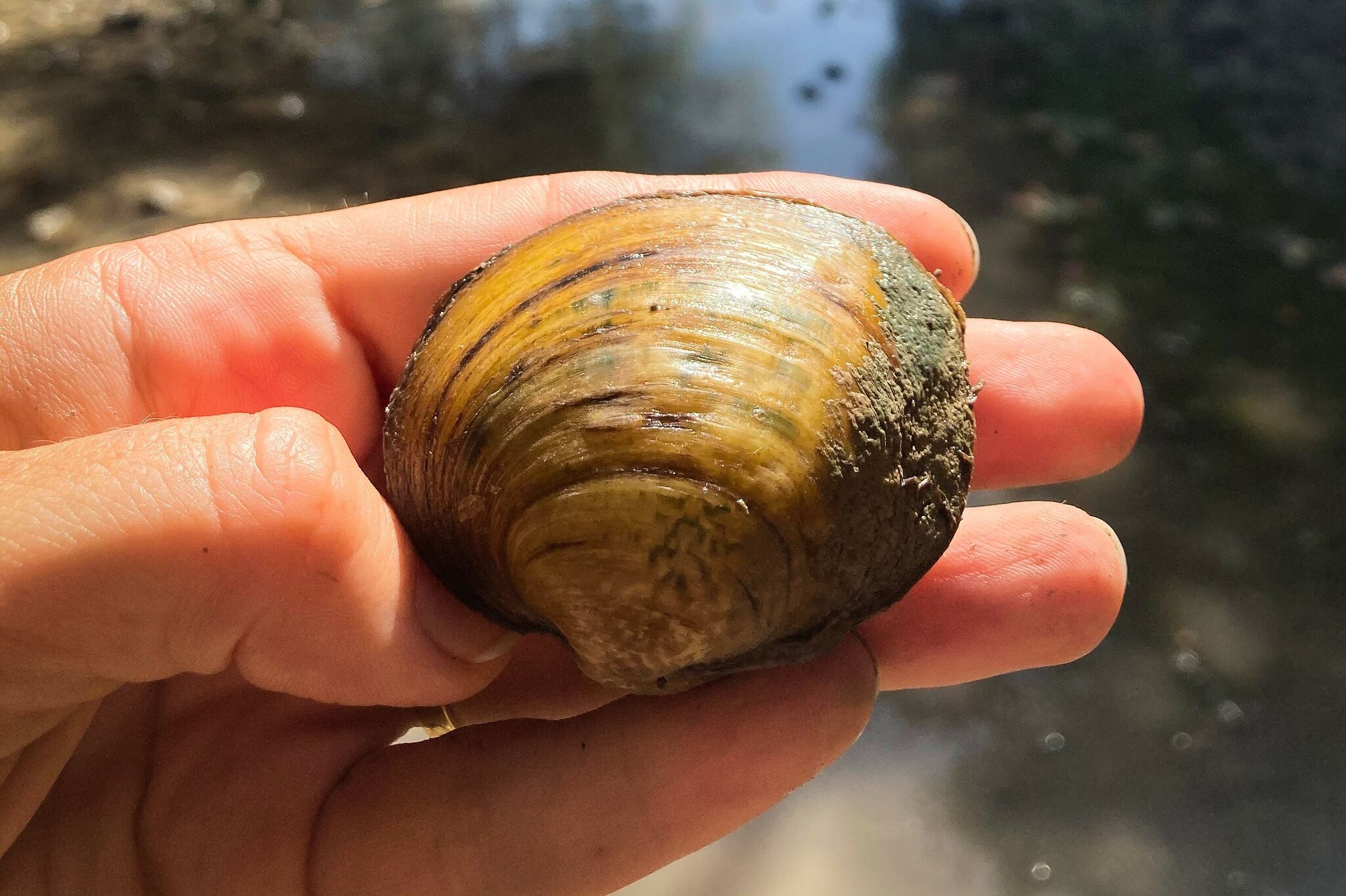 6 mussels found only in Texas are now endangered