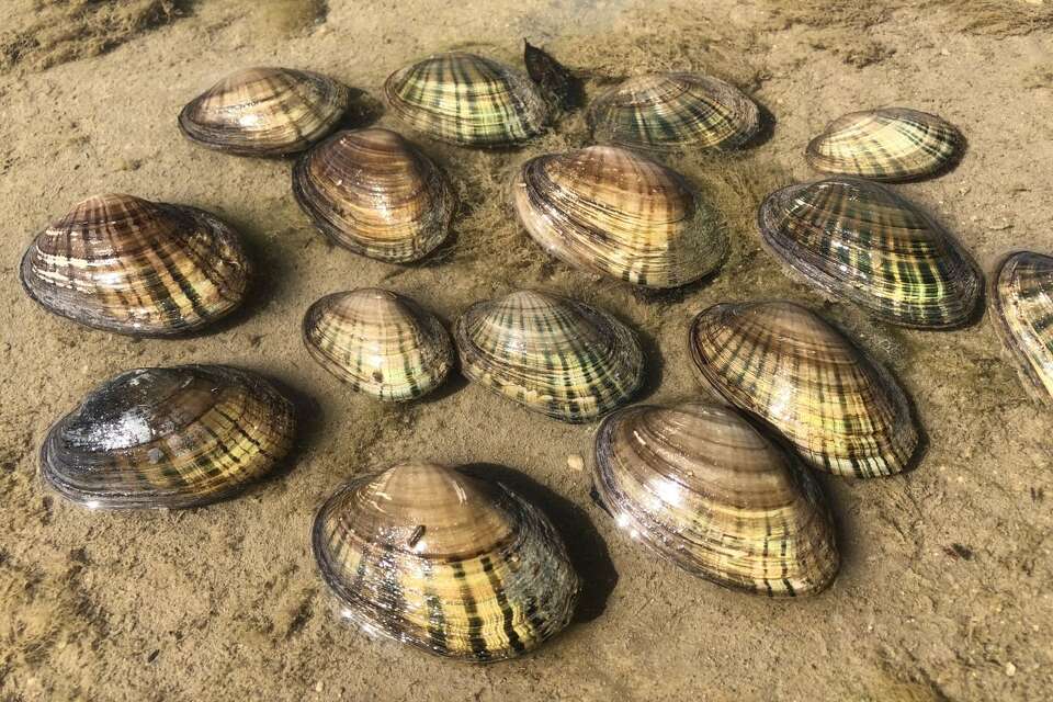 6 mussels found only in Texas are now endangered