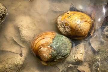 6 mussels found only in Texas are now endangered