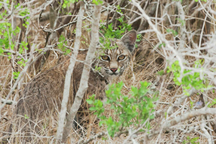 Bobcat seen at Texas army base is still on the run