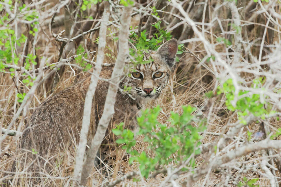 Bobcat seen at Texas army base is still on the run