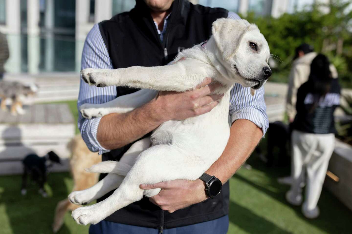 Behold the SF dogscape: How canines are transforming our city