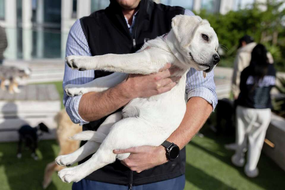 Behold the SF dogscape: How canines are transforming our city